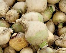 Organic Gilfeather Turnips - Clatter Ridge Farm LLC